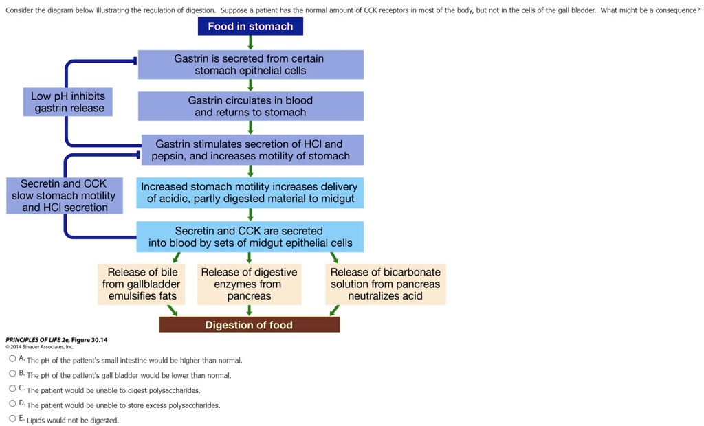 Consider the diagram below illustrating the regulation of digestion ...