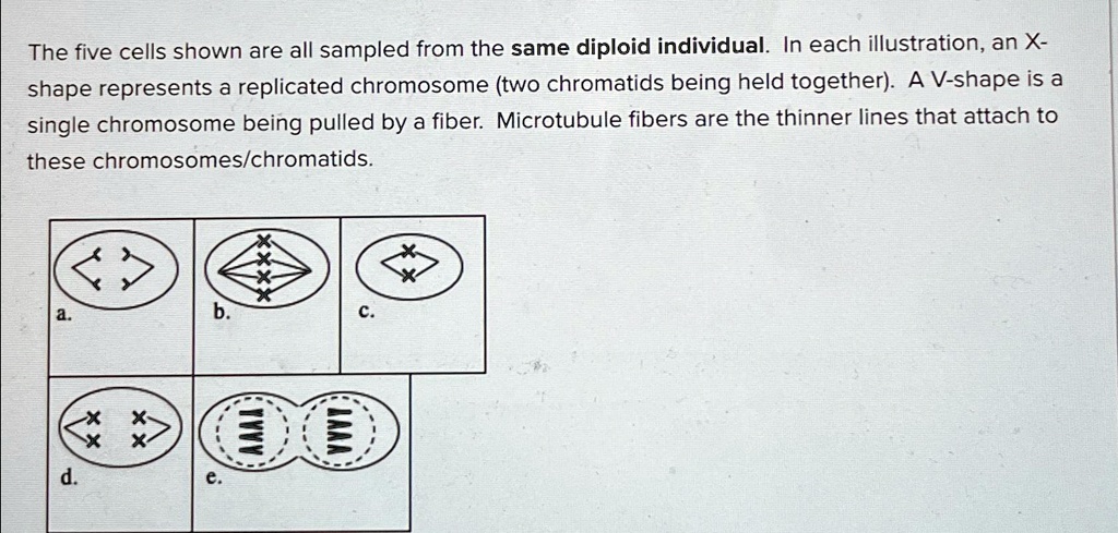 SOLVED: The five cells shown are all sampled from the same diploid individual. In each ...