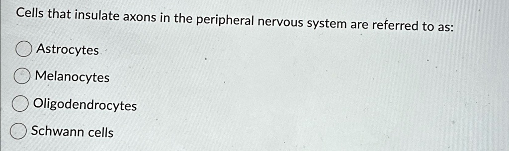 Cells that insulate axons in the peripheral nervous system are referred ...