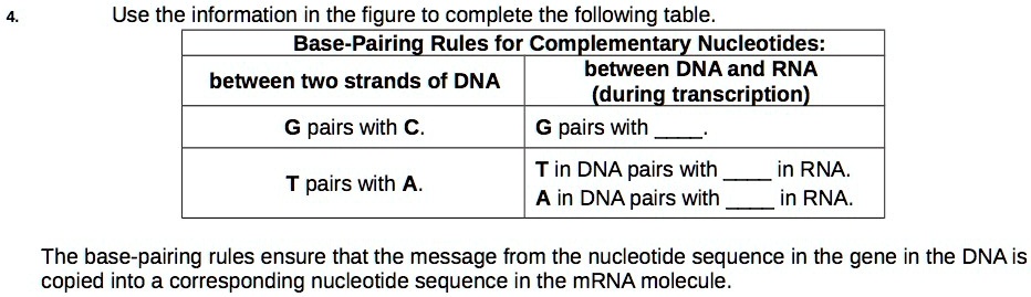 4. Use the information in the figure to complete the following table. Base-Pairing Rules for ...