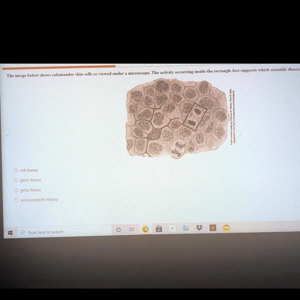 The image below shows salamander skin cells as viewed under a ...