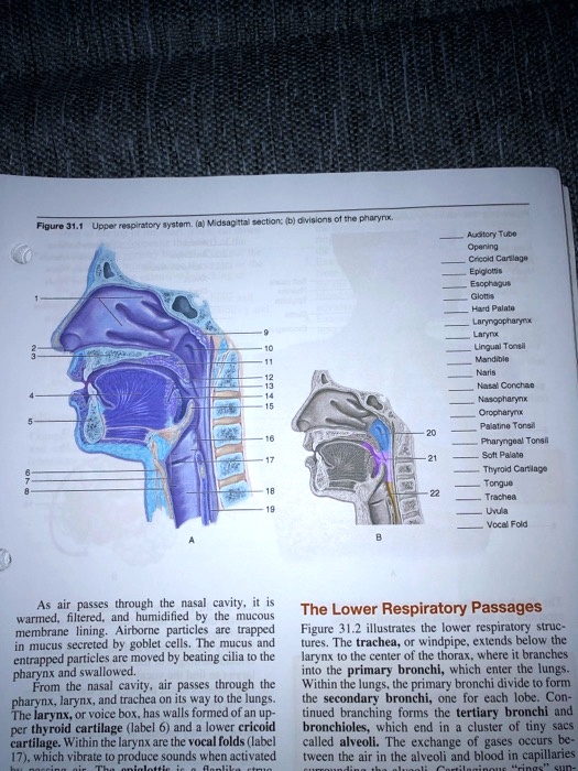 SOLVED: Figure 31.1: Upper respiratory system - A midsagittal section ...