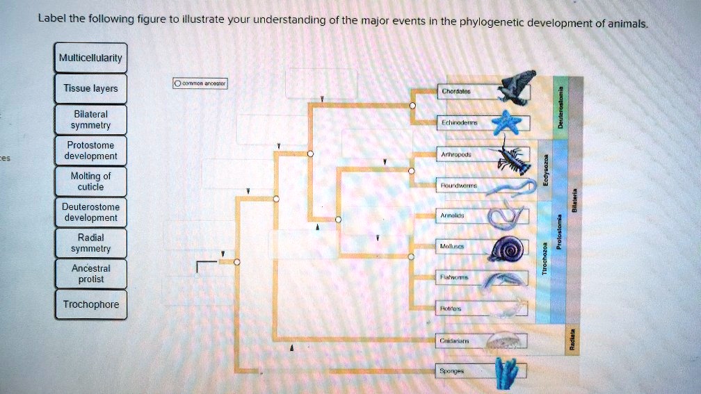 SOLVED: Text: Label the following figure to illustrate your ...