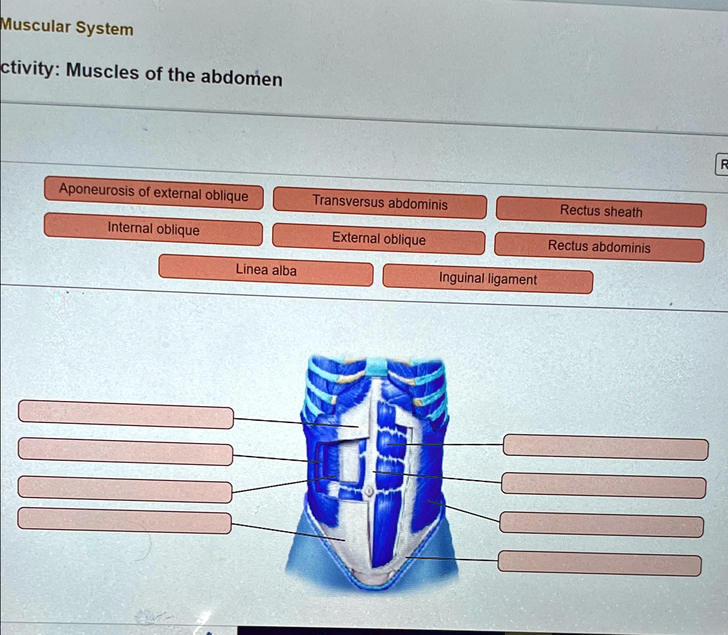 Muscular System Activity: Muscles of the abdomen Aponeurosis of ...
