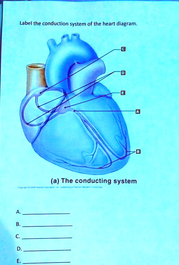 Label the conduction system of the heart diagram. A. B. C. D. E. C D E ...