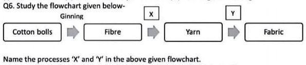 Q6. Study the flowchart given below- Ginning Cotton bolls Fibre Yarn ...