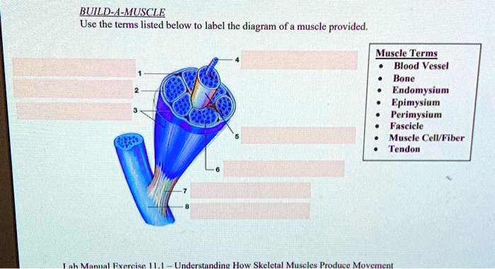 BUILD-A-MUSCLE Use the terms listed below to label the diagram of a ...