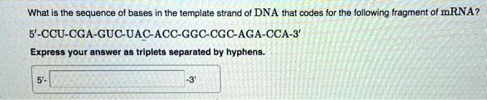 SOLVED: What is the sequence of bases in the template strand of DNA ...