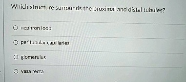 Which structure surrounds the proximal and distal tubules? ? nephron ...