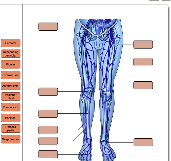 Femoral Descending genicular Fibular External iliac Anterior tibial Posterior tibial Plantar ...