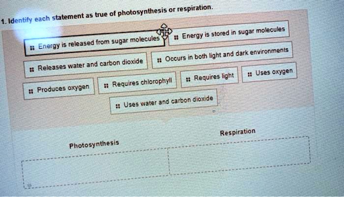 SOLVED: true of photosynthesis or respiration Identify each statement 35 stored in sugar ...