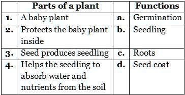 SOLVED: 'Please Tell The Answers Parts of a plant baby plant Protects ...