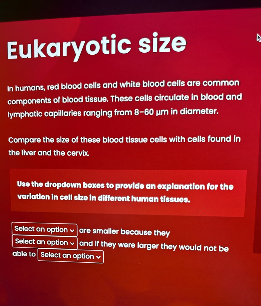 eukaryotic size in humans red blood cells and white blood cells are ...