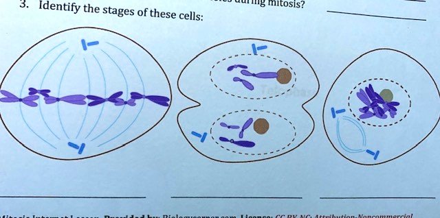 SOLVED: Identify the stages of these cells: mitosis?