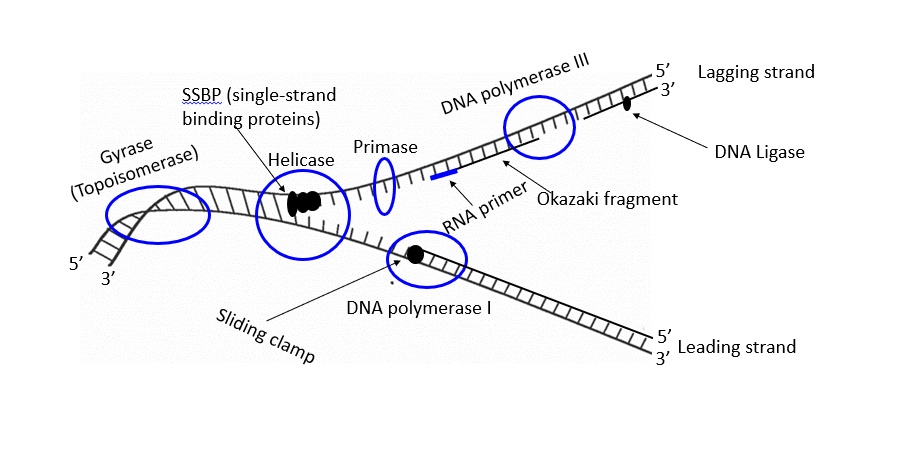 lagging strand polymerase ssbp single strand dna binding proteins ...