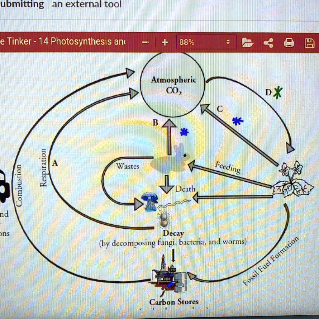 SOLVED: 13. In the Model 2 diagram, place a green star by each process ...
