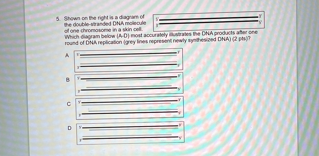 5 shown on the right is a diagram of the double stranded dna molecule of one chromosome in a ...