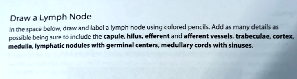 draw a lymph node in the space below draw and label a lymph node using ...