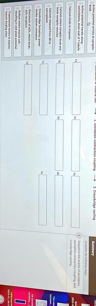 Action potential arrives at synaptic knob Action potential travels ...