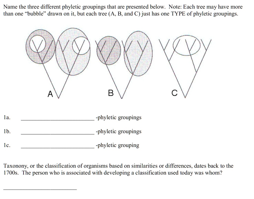 Name the three different phyletic groupings that are presented below ...