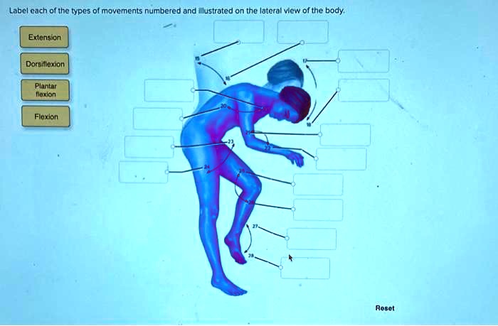 Label each of the types of movements numbered and illustrated on the ...