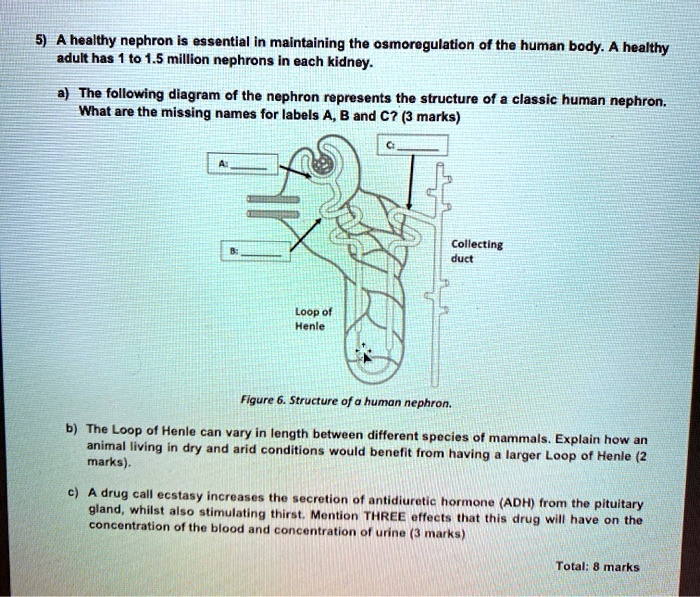 A healthy nephron is essential for maintaining the osmoregulation of ...