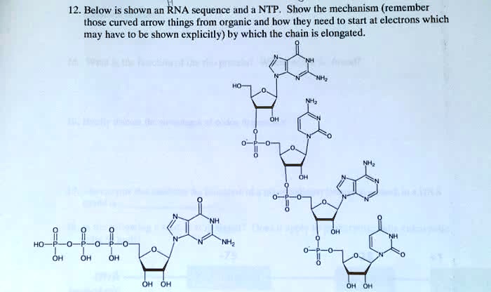 SOLVED: ' Show the mechanism by which an RNA sequence and NTP elongate ...