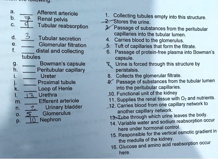 a. Afferent arteriole b. Renal pelvis c. Tubular reabsorption d. 3 ...