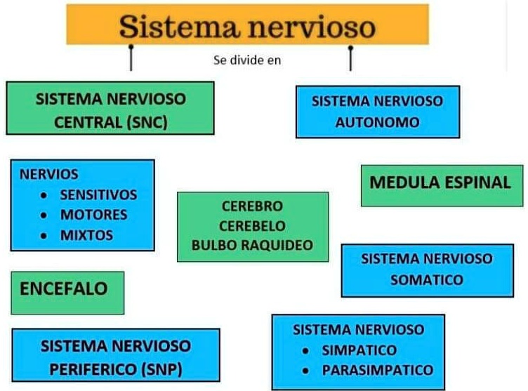 SOLVED: alguien me ayuda a resolverlo Sistema nervioso Se divide en ... SOLVED: alguien me ayuda a resolverlo Sistema nervioso Se divide en ...
