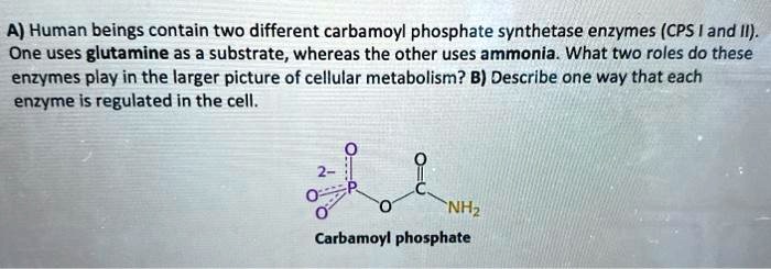 a human beings contain two different carbamoyl phosphate synthetase ...