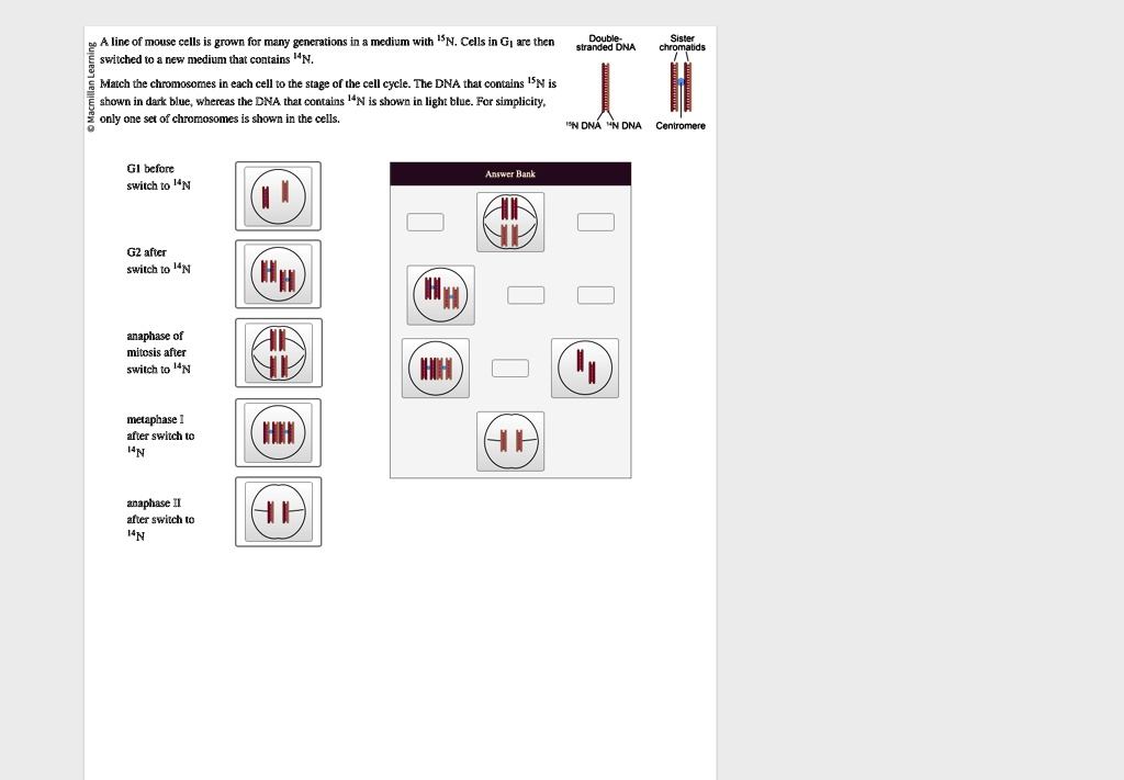 © Macmillan Learning A line of mouse cells is grown for many ...