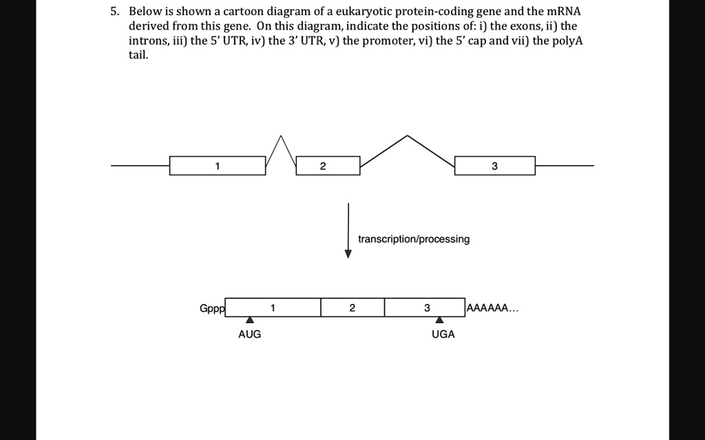 5. Below is shown a cartoon diagram of a eukaryotic protein-coding gene ...