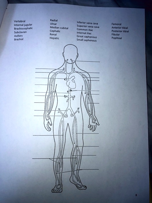 SOLVED: Vertebral, Internal jugular, Brachiocephalic, Subclavian ...