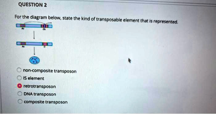 SOLVED: QUESTION 2 For the diagram below, state the kind of transposable elerent that Is ...