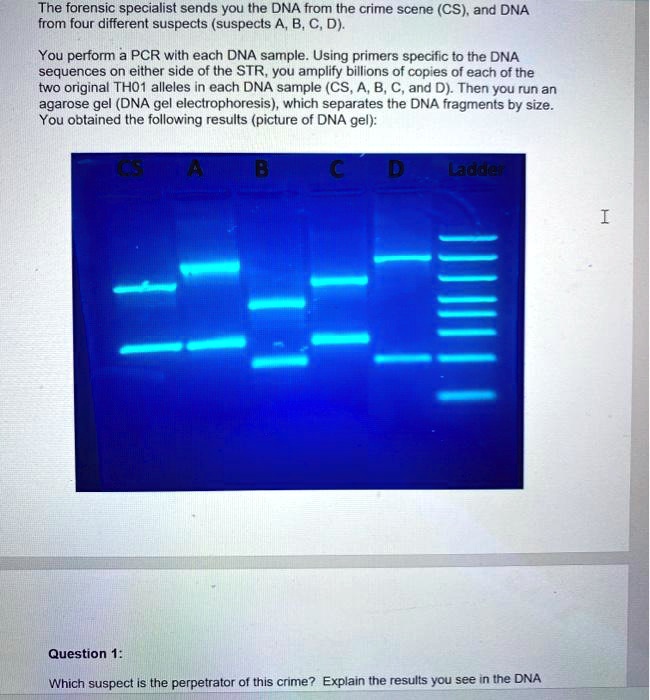 The forensic specialist sends you the DNA from the crime scene (CS ...