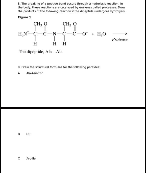 the breaking of peptide bond occurs through hydrolysis reaction the ...
