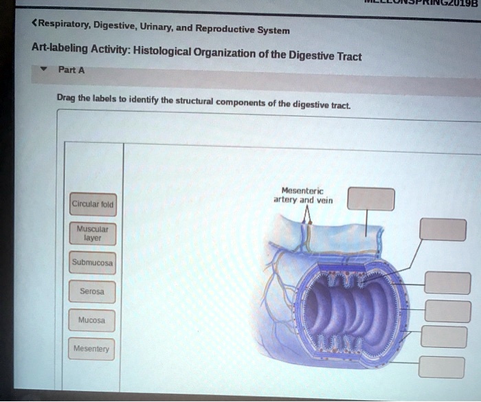 Respiratory, Digestive, Urinary, and Reproductive System Art-labeling Activity: Histological ...