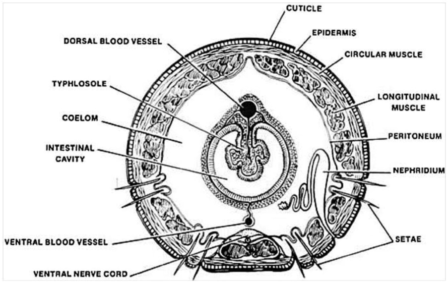 SOLVED: cuticle EPIDERMIS DORSAL BLOOD VESSEL CirCULAR MuscLe ...