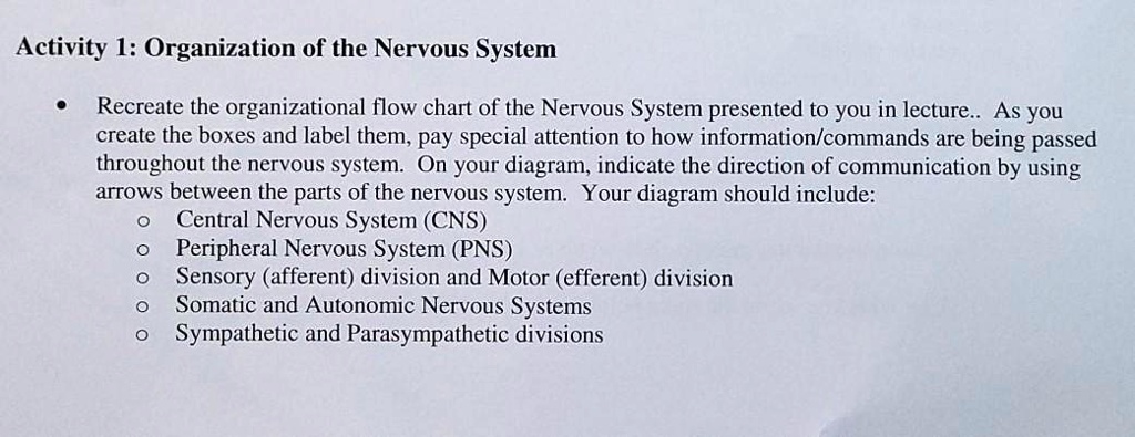 activity 1organization of the nervous system recreate the ...