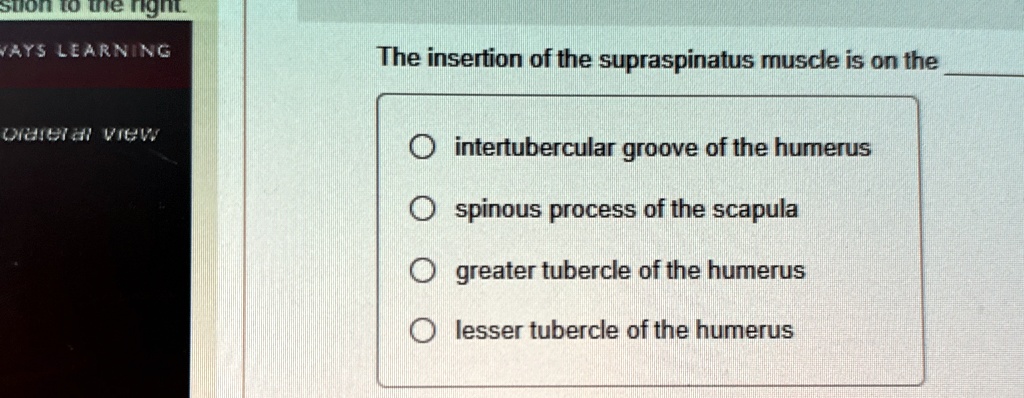 The insertion of the supraspinatus muscle is on the intertubercular ...