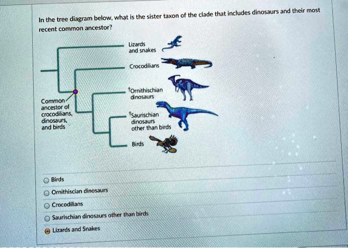 SOLVED: Of the clade that includes dinosaurs and their most recent ...