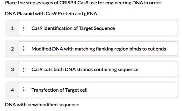 Place the steps/stages of CRISPR Cas9 use for engineering DNA in order ...