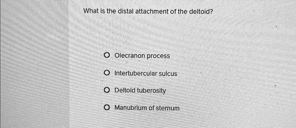 What is the distal attachment of the deltoid? O Olecranon...