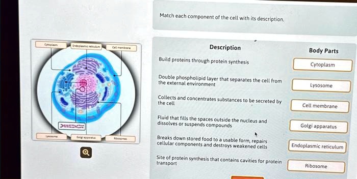 SOLVED: Match each component of the cell with its description. Description Body Parts Build ...