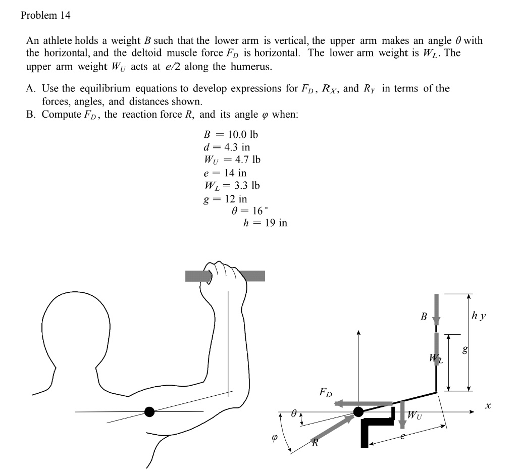 SOLVED: Problem 14 An athlete holds a weight B such that the lower arm ...