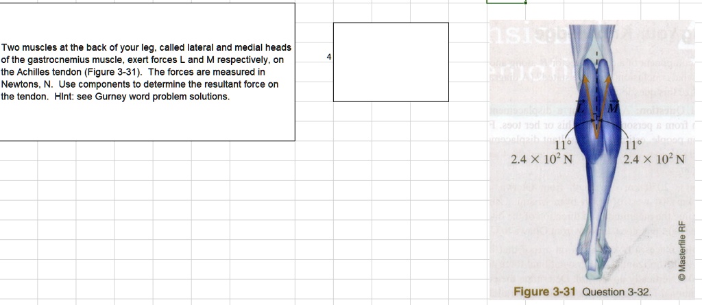 l two muscles at the back of your leg called lateral and medial heads ...