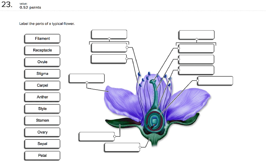 SOLVED: 'Label the parts of a typical flower. 23. 0.52 points value: Label the parts of a ...