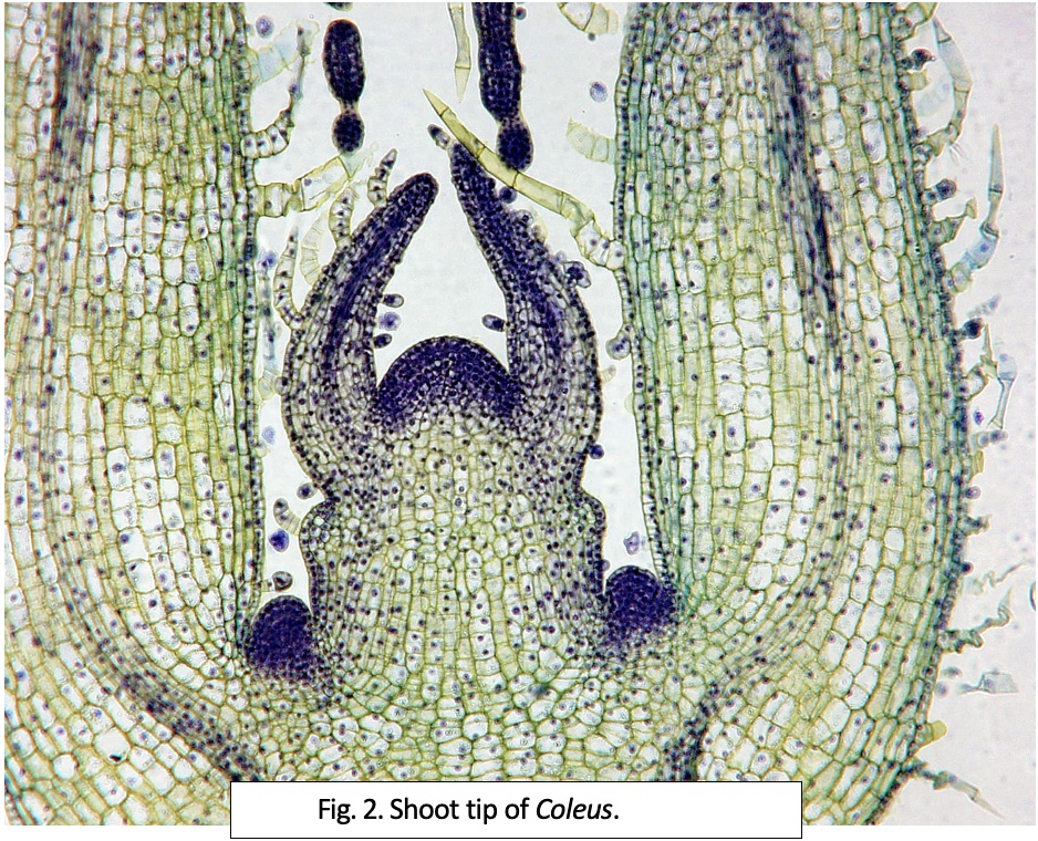 SOLVED: Fig: 2. Shoot tip of Coleus.