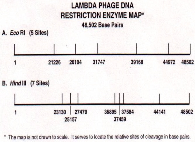 SOLVED: Please help!! 5. Using the phage lambda DNA restriction map illustration, list the ...