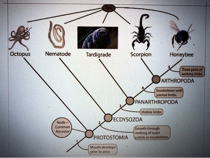 octopus nematode tardigrade scorpion honeybee three palrs welking ilmbs ...